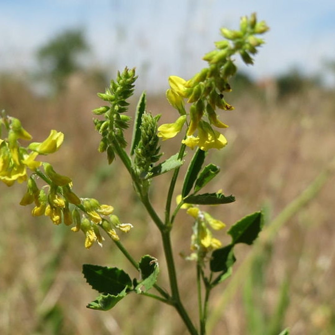 Yellow Sweet Clover Seeds (melilotus Officinalis) Packet of 100 Seeds ...