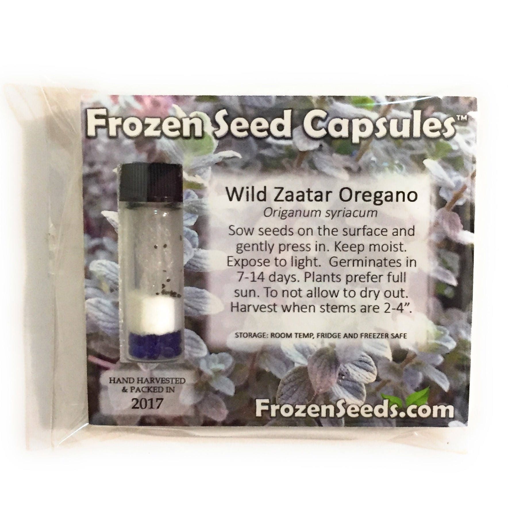 Wild Zaatar Oregano Seeds (origanum Syriacum) 30+ Seeds in Frozen Seed ...