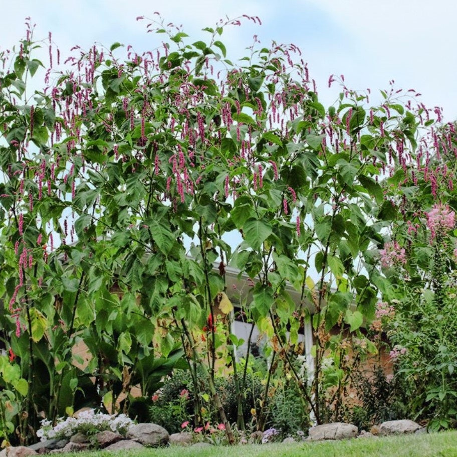 Kiss-me-over-the-garden-gate Seeds polygonum Orientale - Etsy Canada