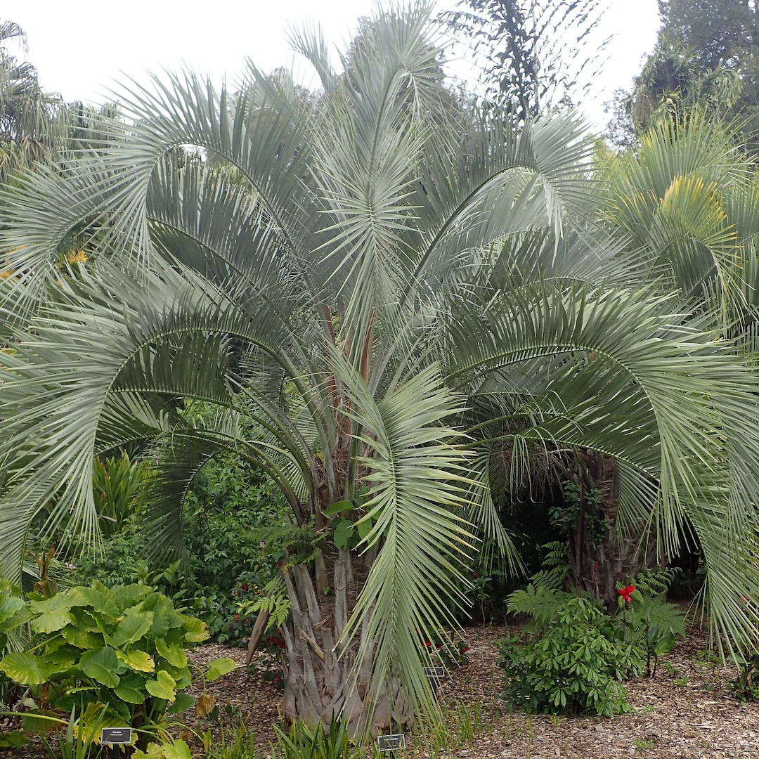 Wooly Jelly Palm Seeds (butia Eriospatha) Packet of 2 Seeds - Palm ...