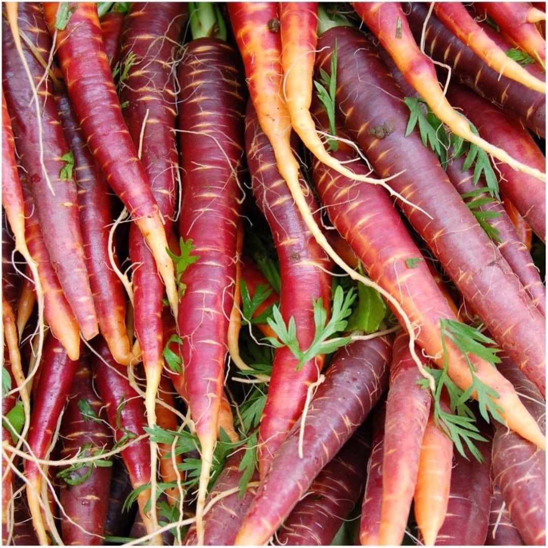 Cosmic Purple Carrot Seeds (daucus Carota) 30+ Seeds in Frozen Seed ...