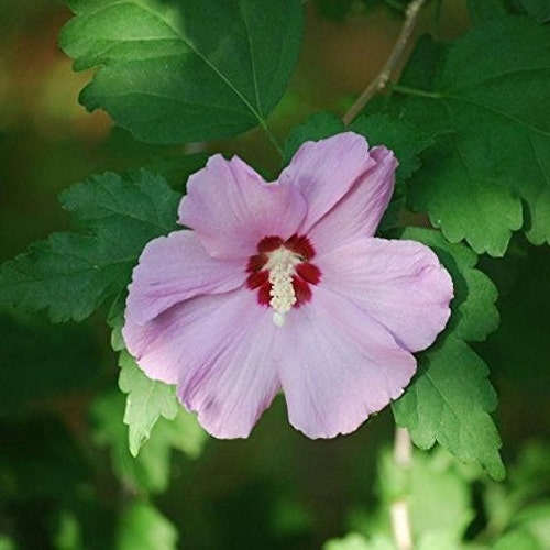 Hillis Variegated Rose of Sharon Hibiscus Syriacus 1 - Etsy