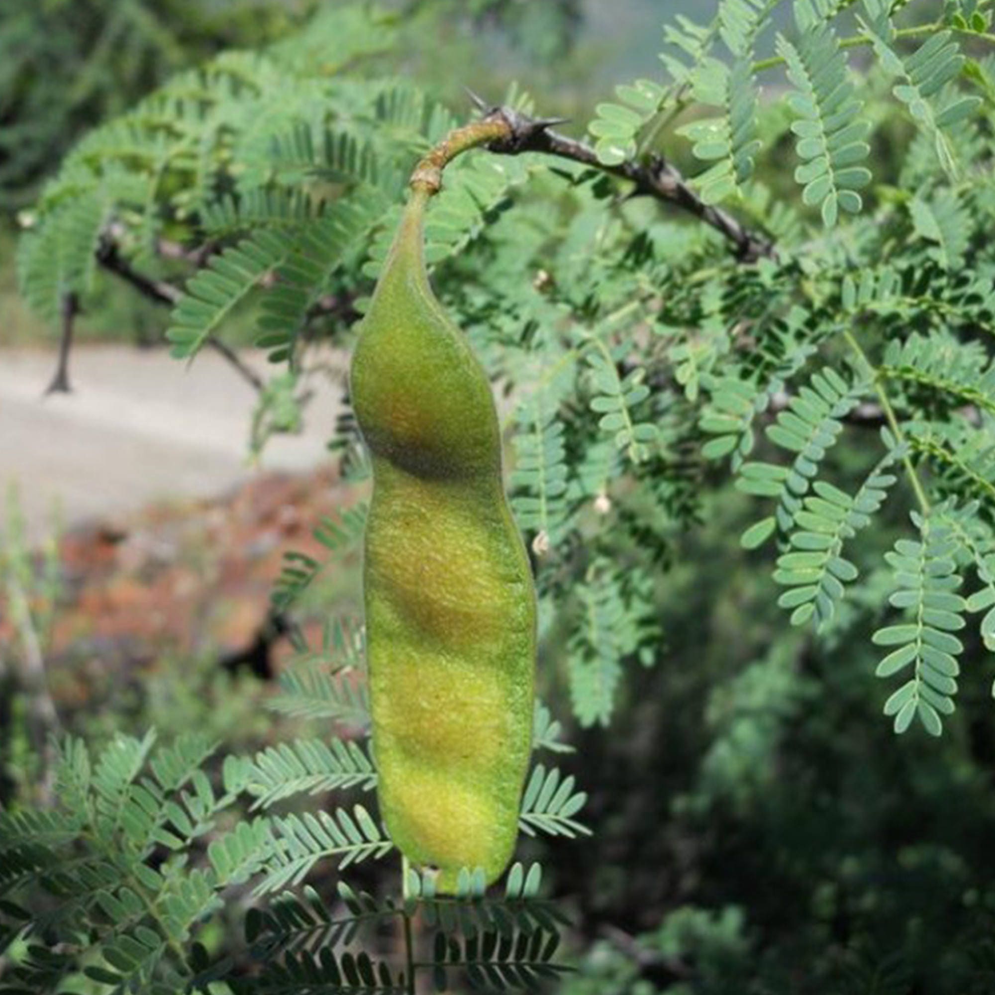 African Marula Tree Seeds Sclerocarya birrea 2 Very Rare | Etsy