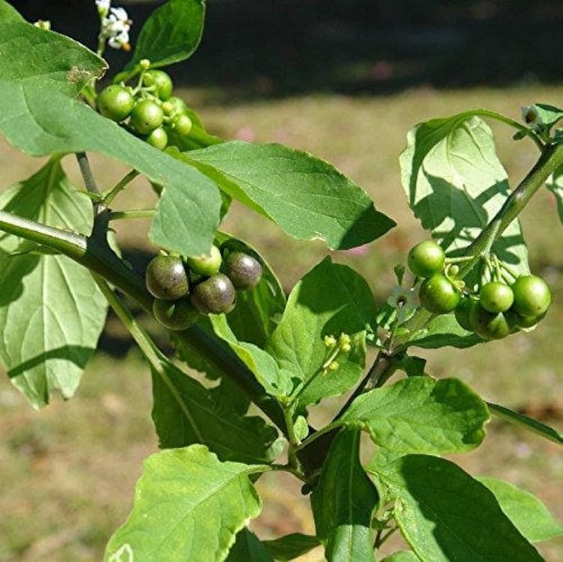 Garden Huckleberry Seeds (solanum Melanocerasum) 30+ Seeds in Frozen ...