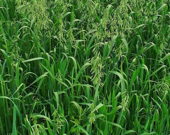 Upland Cotton Seeds gossypium Hirsutum 20seeds - Etsy