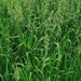 Cayuse Oats Seeds (avena Sativa) Packet of 20 Seeds - Palm Beach Seed ...