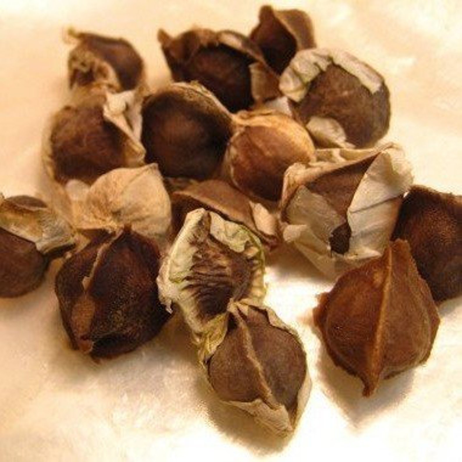 Moringa Tree Seeds moringa Oleifera Packet of 10 Seeds | Etsy