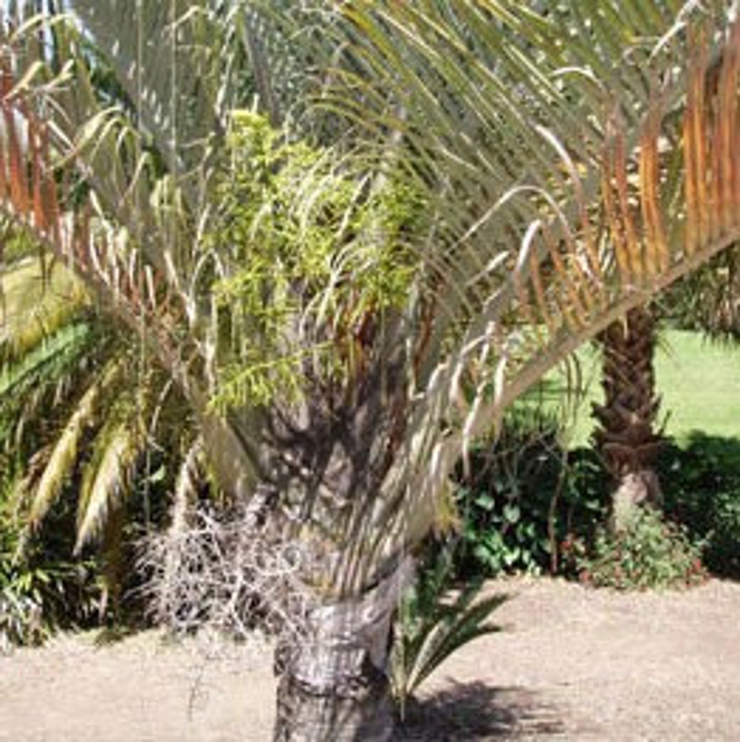 Triangle Palm Seeds (neodypsis Decaryi) Packet of 2 Seeds - Palm Beach ...