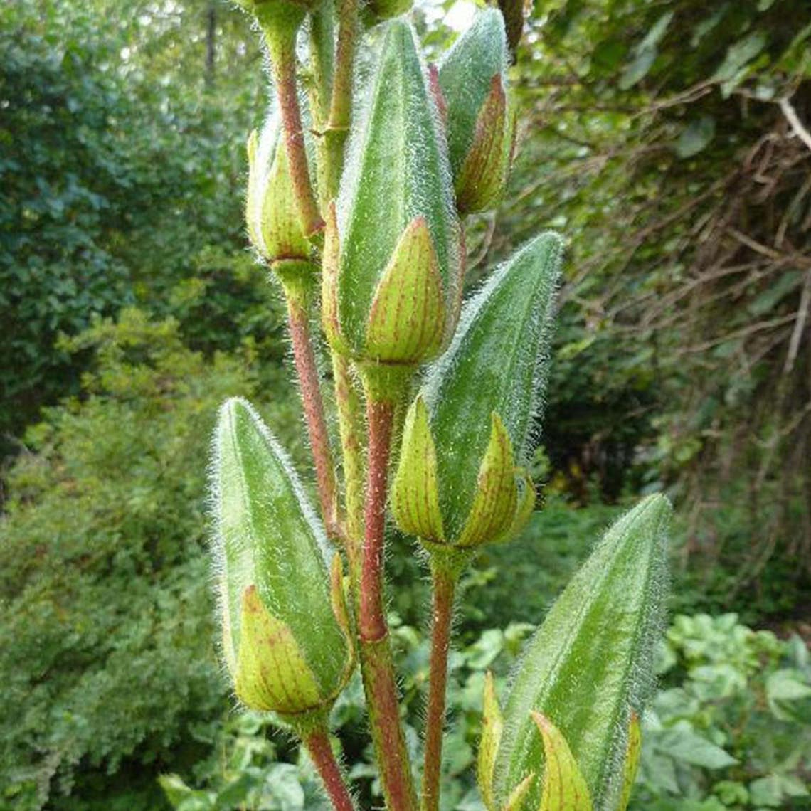 Sunset Hibiscus Seeds abelmoschus Manihot Packet of 10 Seeds - Etsy