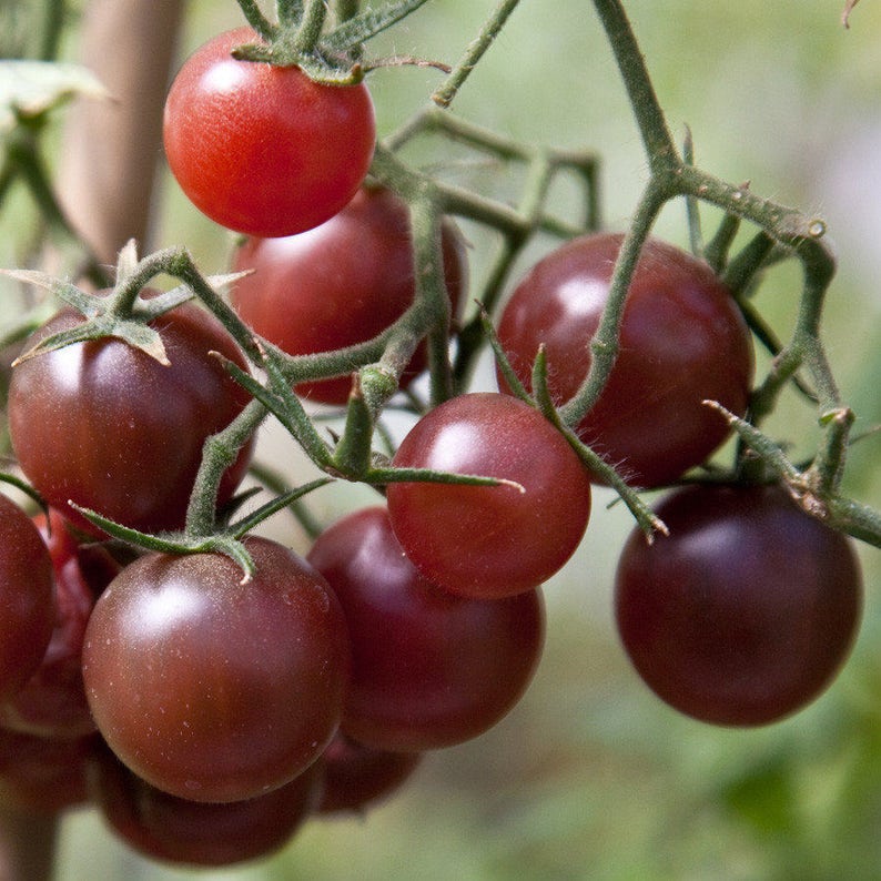 Black Cherry Tomato Seeds (lycopersicon Esculentum) Packet of 20 Seeds ...