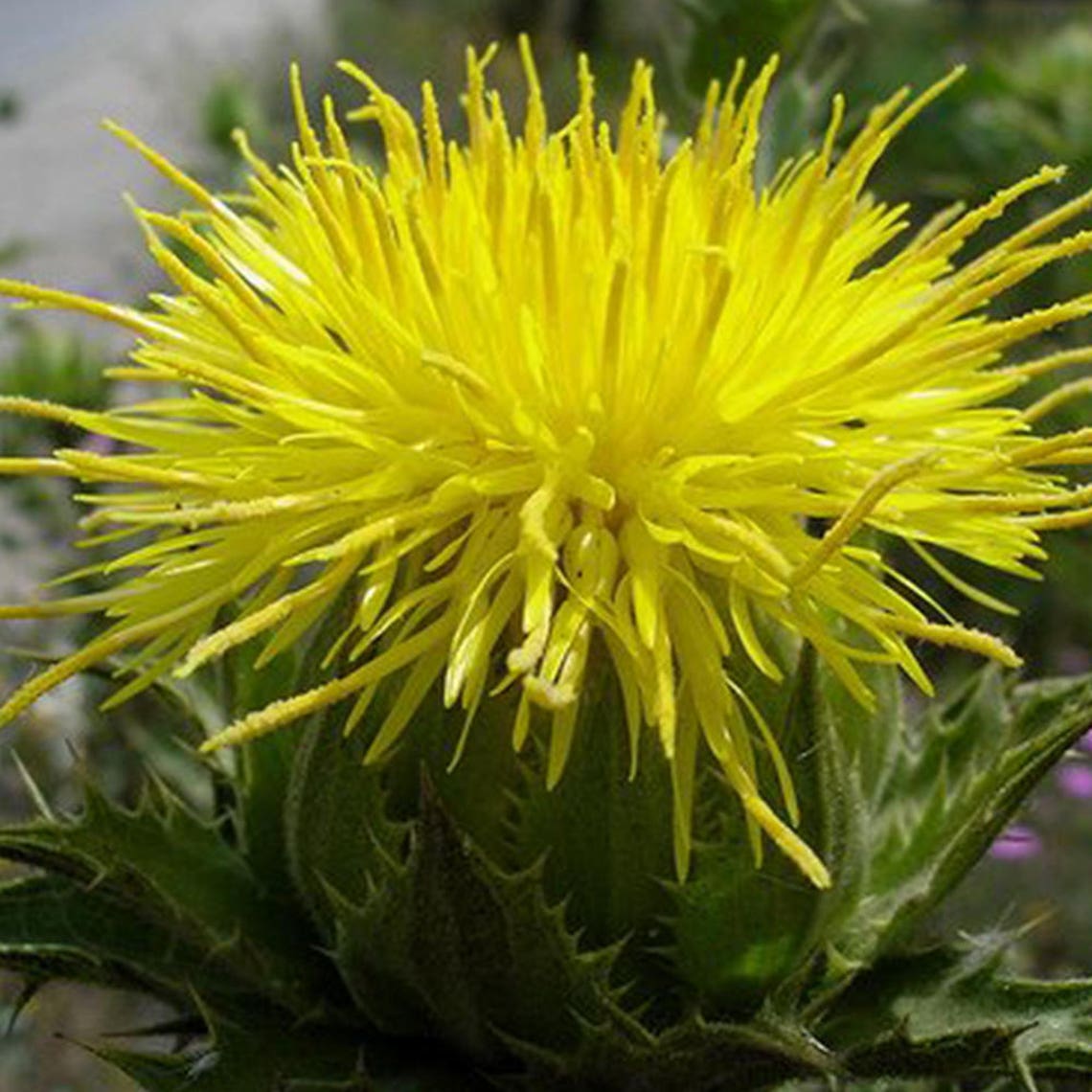 Blessed Holy Thistle Seeds (cnicus Benedictus) 10+ Seeds in Frozen Seed ...