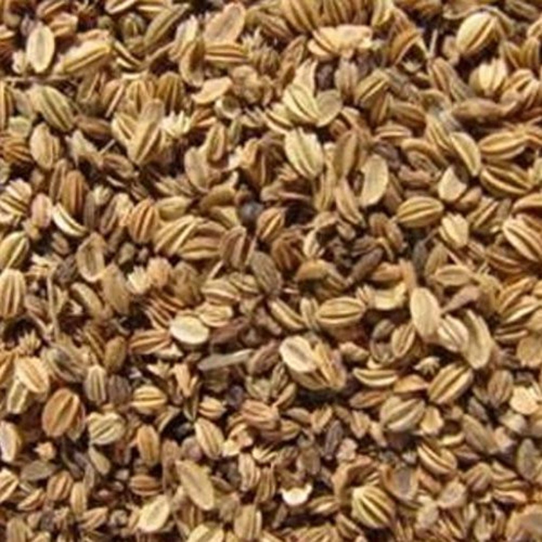 She Chuang Zi Seeds (cnidium Monnieri) Packet of 20 Seeds - Palm Beach ...