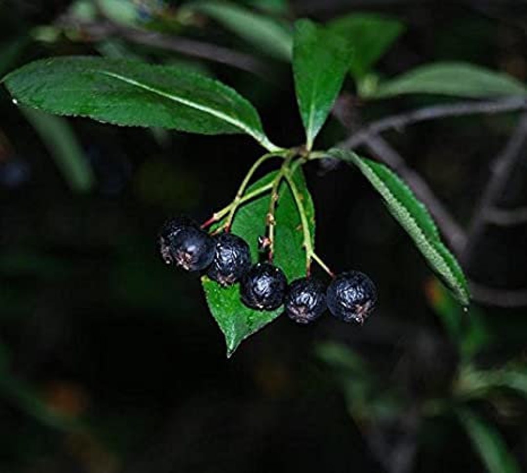 Choke Cherry Seeds (prunus Virginiana) Packet of 5 Rare Seeds - Palm ...