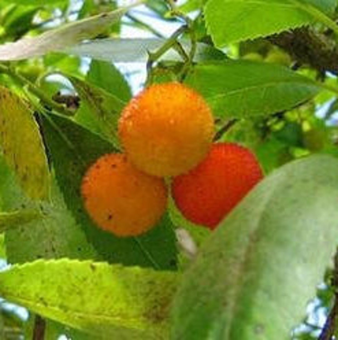 Strawberry Tree Seeds (arbutus Unedo) Packet of 10 Seeds - Palm Beach ...