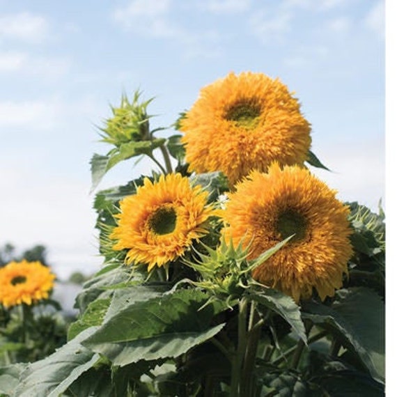 Goldy Double Sunflower Seeds helianthus Annuus packet of 20 | Etsy