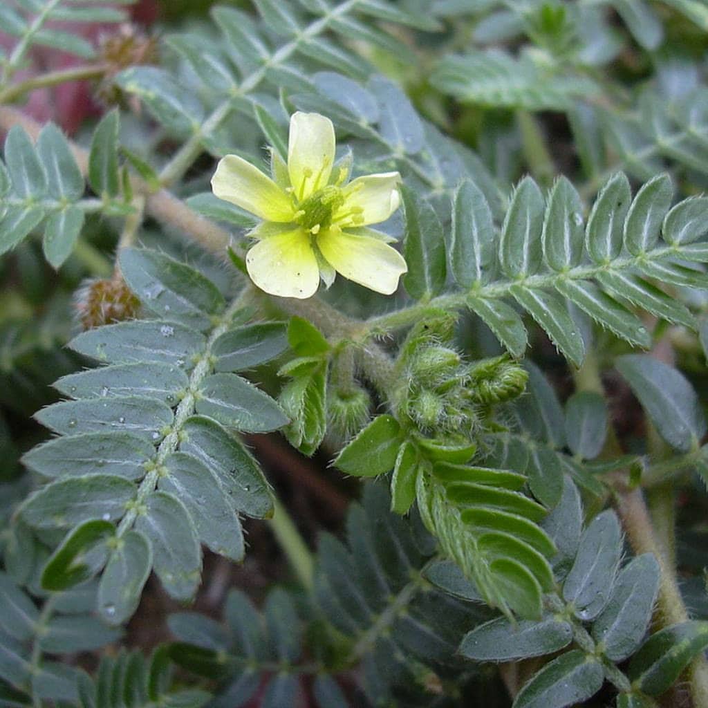 Puncture Vine Seeds Caltrops Seeds tribulus Terrestris Packet of 20 ...
