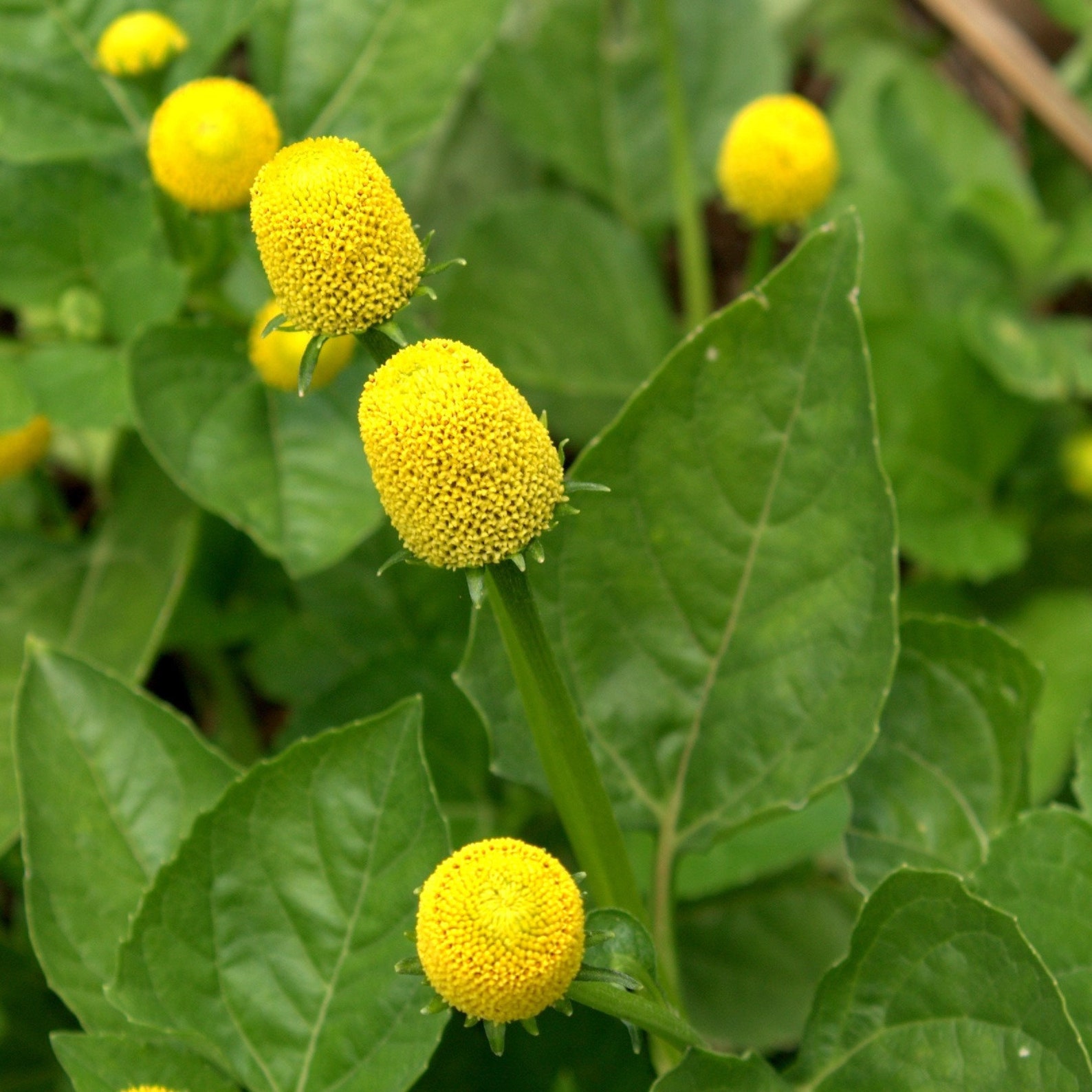 Yellow Toothache Seeds (spilanthes Oleracea) Packet of 40 Seeds - Palm ...