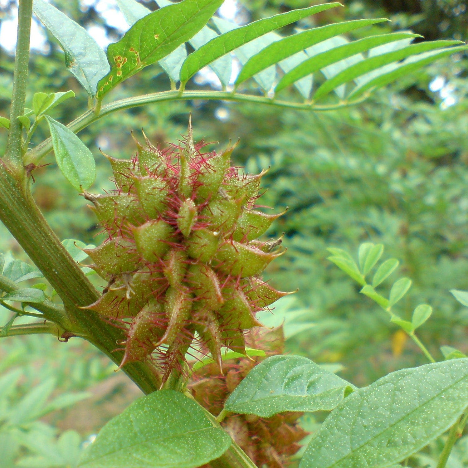 Licorice Plant Glycyrrhiza Glabra
