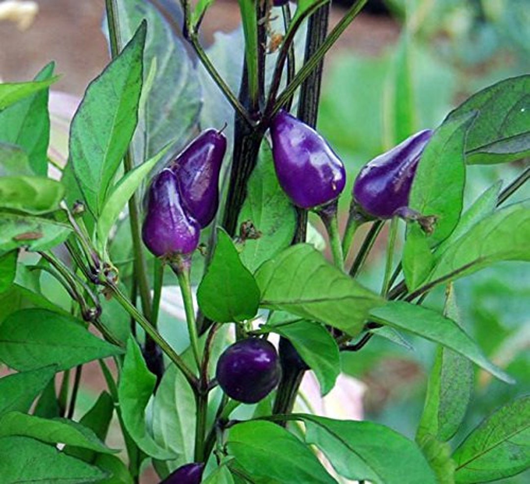 Bolivian Rainbow Pepper Seeds - Packet of 5 Seeds - Palm Beach Seed ...