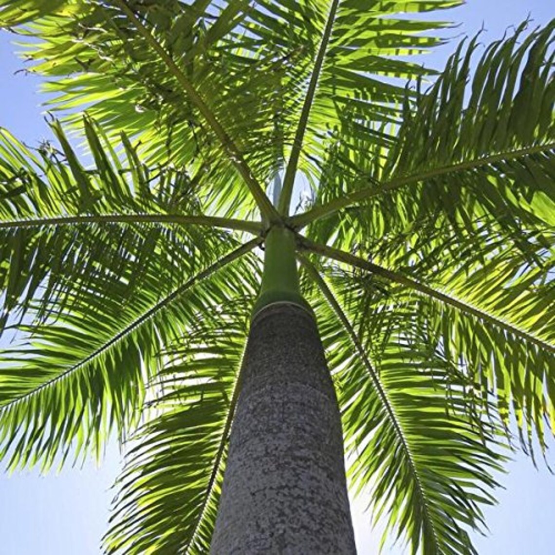 Royal Palm Tree Seeds roystonea Regia Packet of 15 Seeds Palm Beach ...