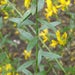 Dyer's Broom Seeds genista Tinctoria 10 Seeds in Frozen Seed Capsules ...