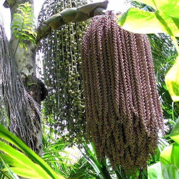 Fishtail Palm Fruit