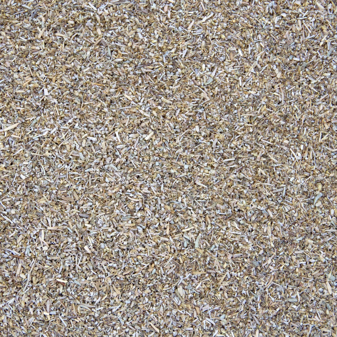 Big Sagebrush Seeds (artemisia Tridentata) Packet of 100 Seeds - Palm ...