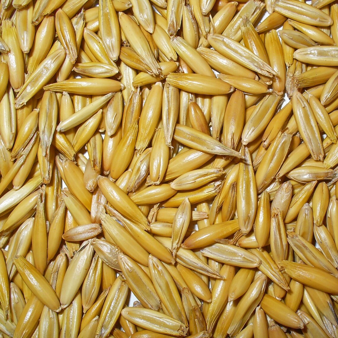 Cayuse Oats Seeds (avena Sativa) Packet of 20 Seeds - Palm Beach Seed ...