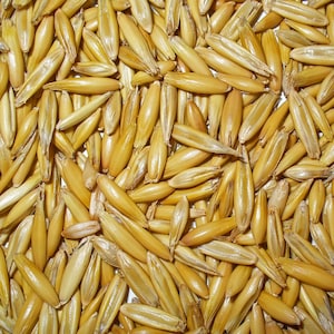 Cayuse Oats Seeds (avena Sativa) Packet of 20 Seeds - Palm Beach Seed ...