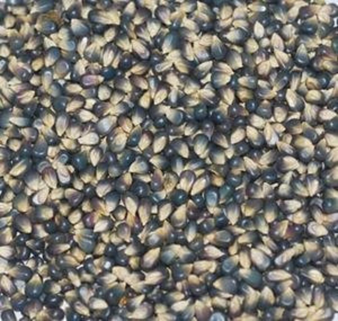 Mini Blue Popcorn Seeds - Packet of 30 Seeds - Palm Beach Seed Company ...
