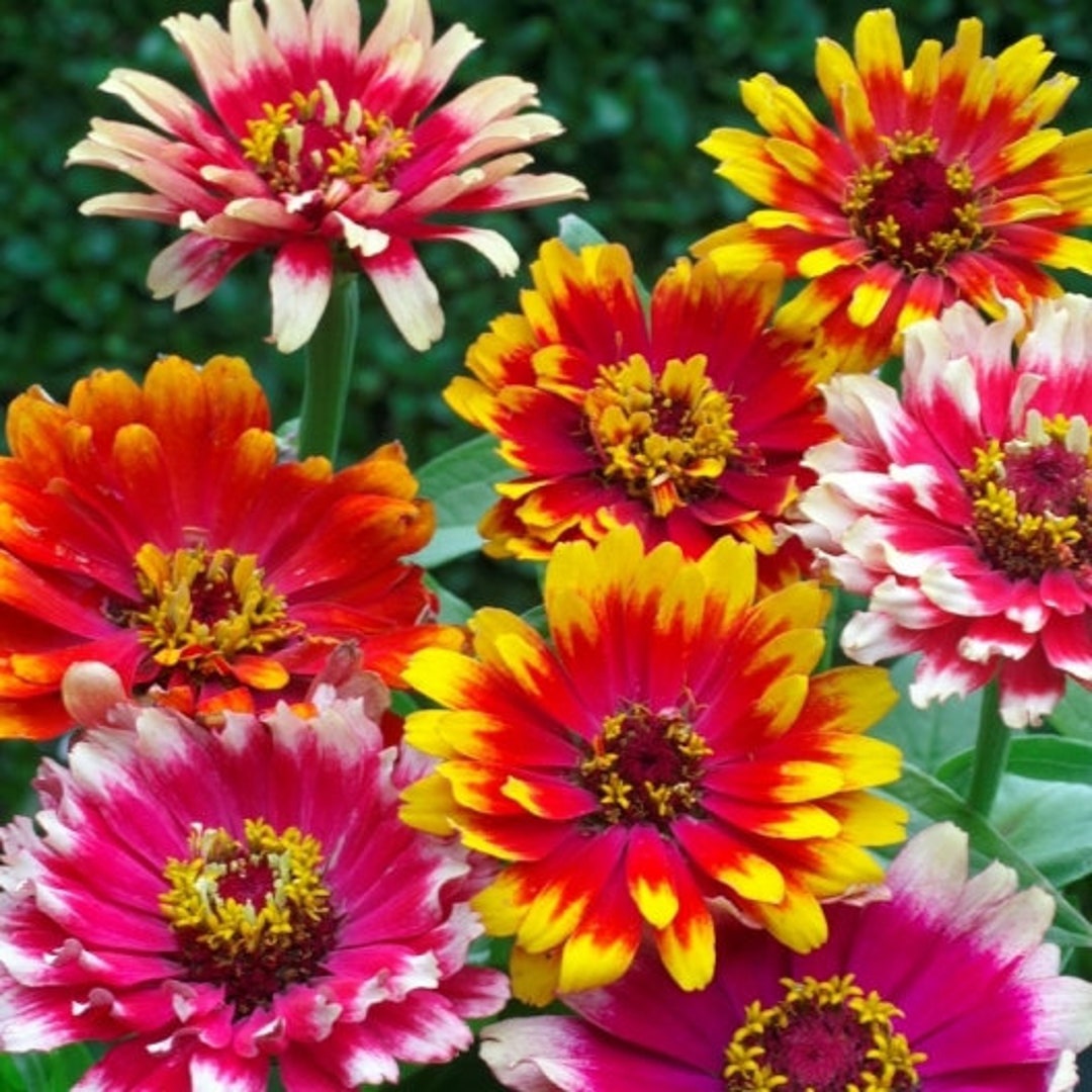 Carousel Zinnia Seeds - Packet of 30 Seeds - Palm Beach Seed Company ...
