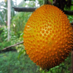 Gac Melon Seeds (momordica Cochinchinensis) Packet of 2 Seeds - Palm ...
