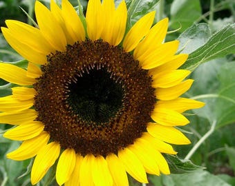 Hopi Black Dye Sunflower Seed Natural Dye Plant - Etsy