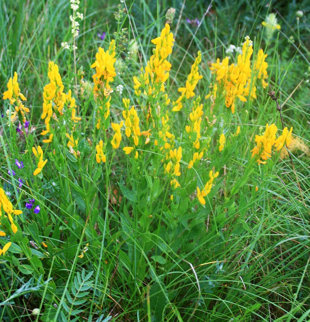 Dyer's Broom Seeds (genista Tinctoria) Packet of 10 Seeds - Palm Beach ...