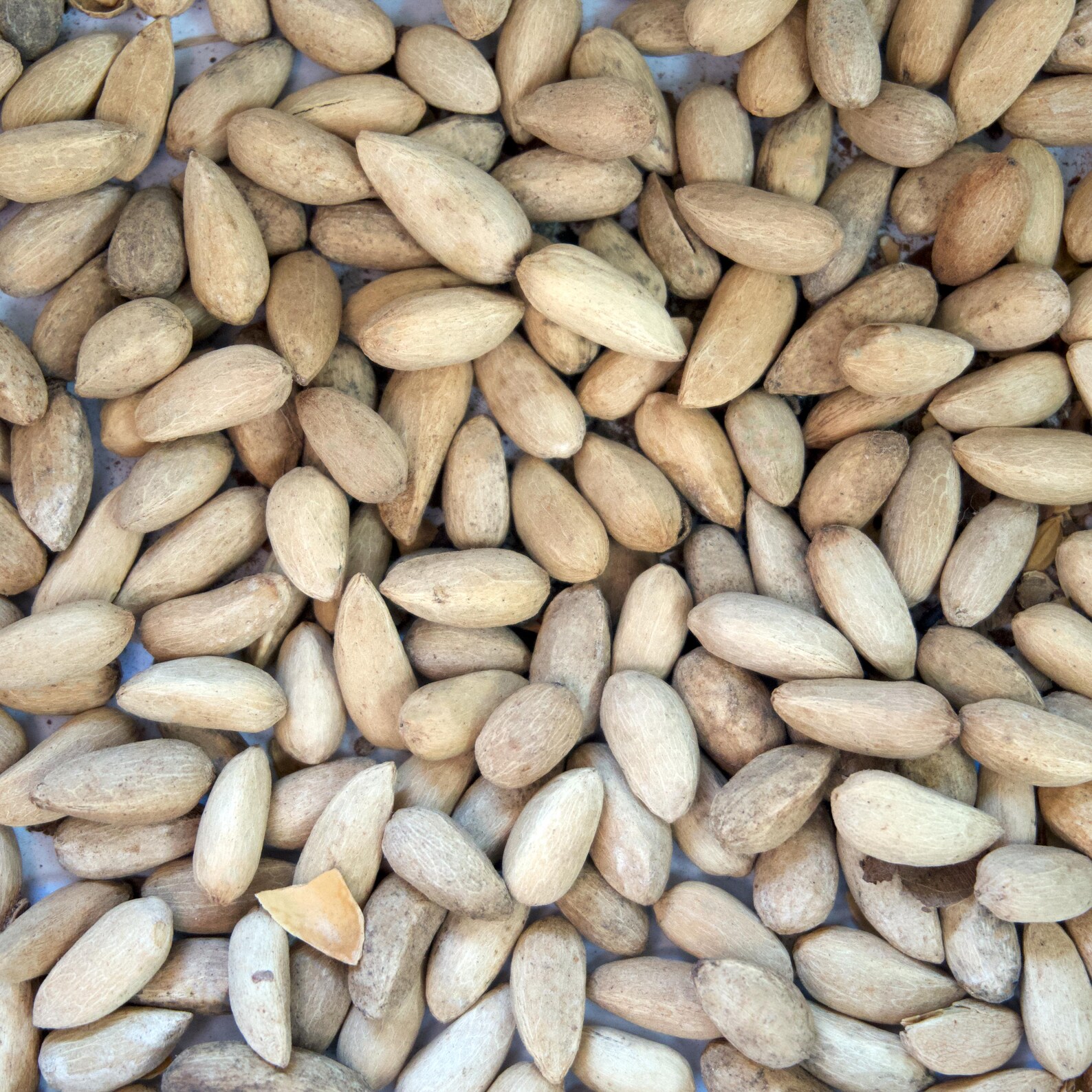 Neem Tree Seeds (azadirachta Indica) Packet of 3 Seeds - Palm Beach ...