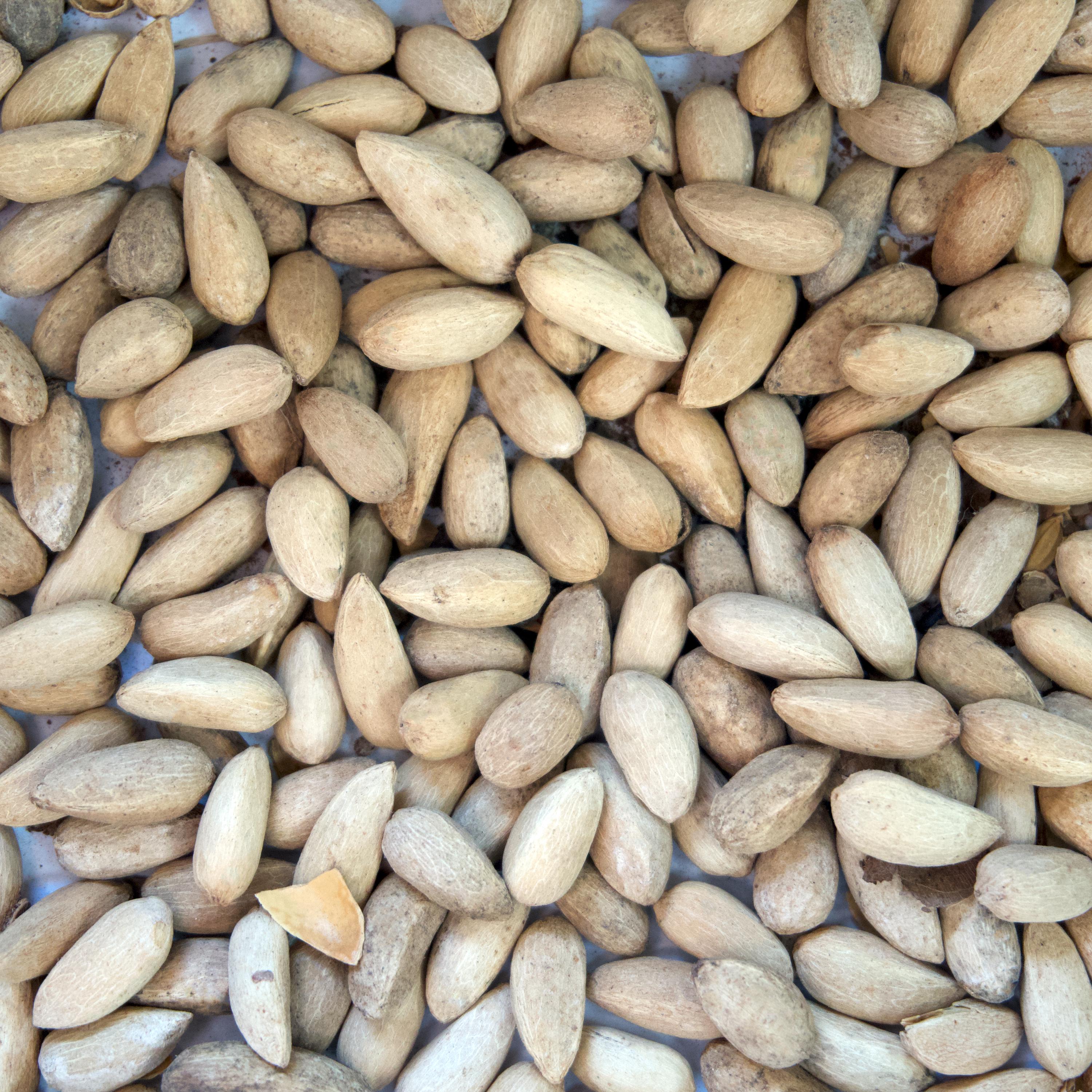 Neem Tree Seeds (azadirachta Indica) Packet of 3 Seeds - Palm Beach ...