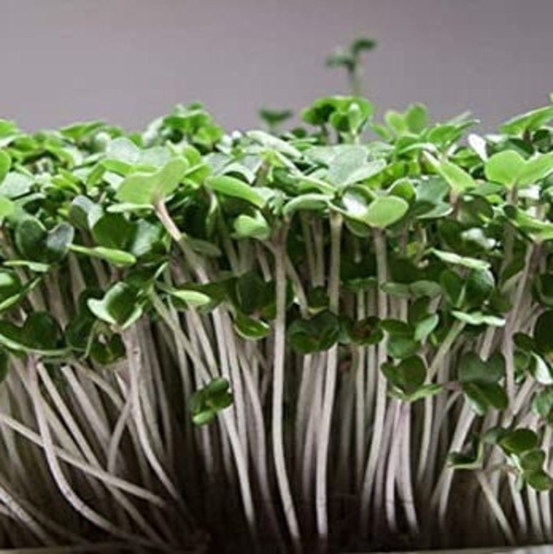 Brown Sprout Mustard Seeds brassica Juncea Packet of 20 Seeds Palm ...