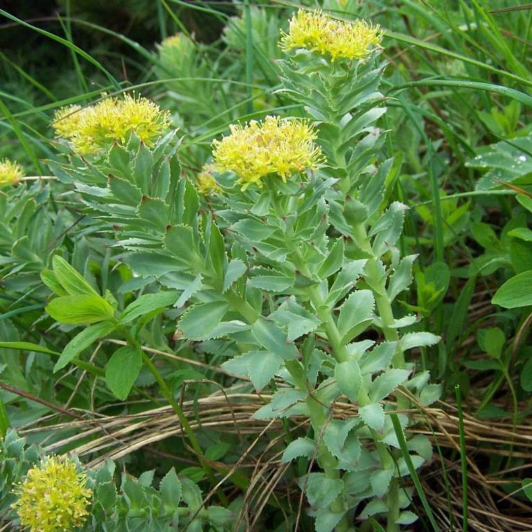 Roseroot Seeds (rhodiola Rosea) 10+ seeds in Frozen Seed Capsules™ for ...