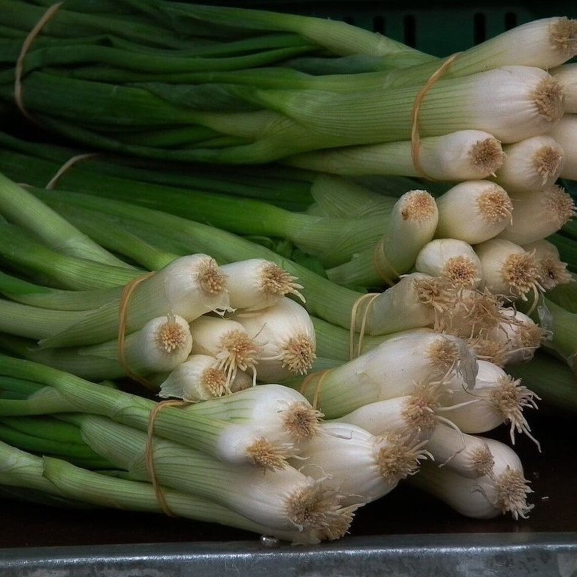 Welsh Onion Seeds (allium Fistulosum) Packet of 20 Seeds - Palm Beach ...