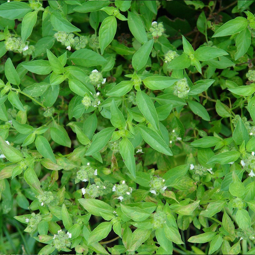 Lemon Basil Seeds (ocimum Citriodorum) Packet of 50 Seeds - Palm Beach ...