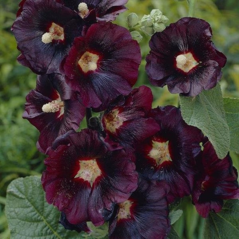 Black Hollyhock Seeds Alcea rosea nigra Packet of 40Seeds | Etsy