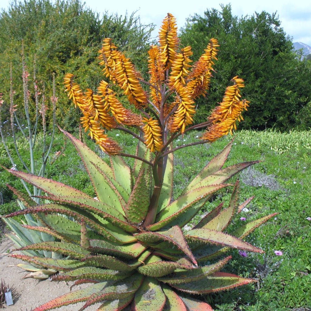 Mountain Aloe Seeds aloe Marlothii 10 Seeds in Frozen Seed - Etsy