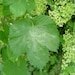 Hops Seeds humulus Lupulus 30 Seeds in Frozen Seed Capsules™ for Seed ...