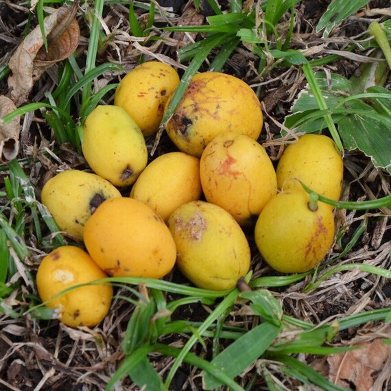 Yellow Mombin Seeds spondias Mombin Packet of 2 Seeds Palm | Etsy