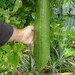 Loofah Seeds luffa Cylindrica Packet of 20 Seeds Palm Beach Seed ...