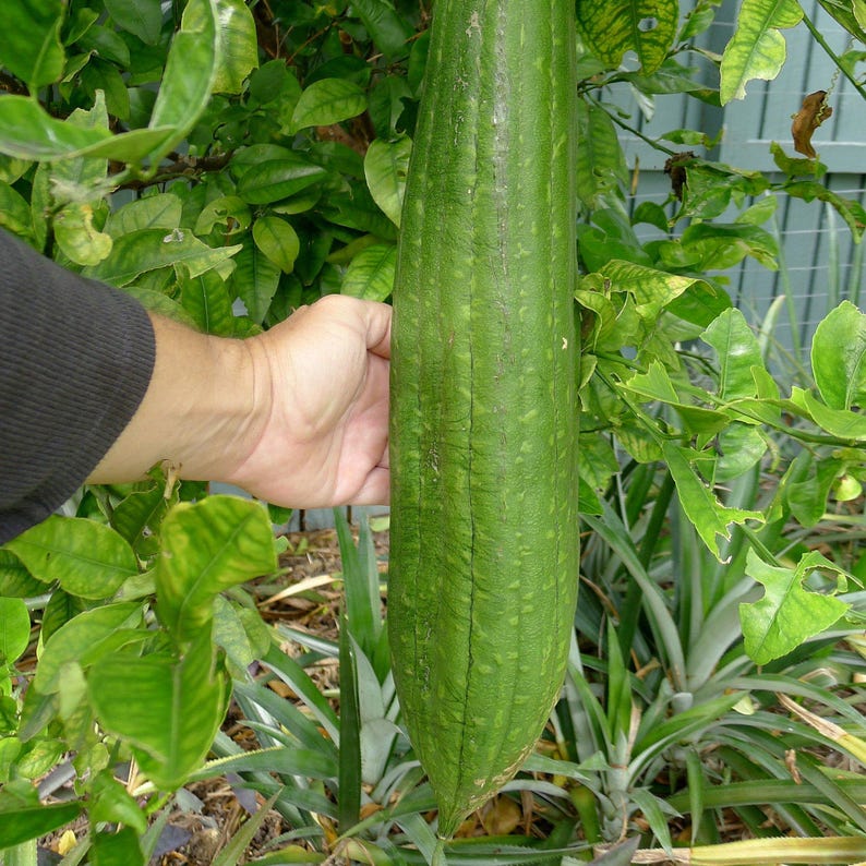 Loofah Seeds luffa Cylindrica Packet of 20 Seeds Palm - Etsy