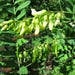 Astragalus Seeds astragalus Membranaceus 50 Seeds in Frozen - Etsy