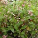 Japanese Indigo Seeds persicaria Tinctoria 50 Seeds in - Etsy