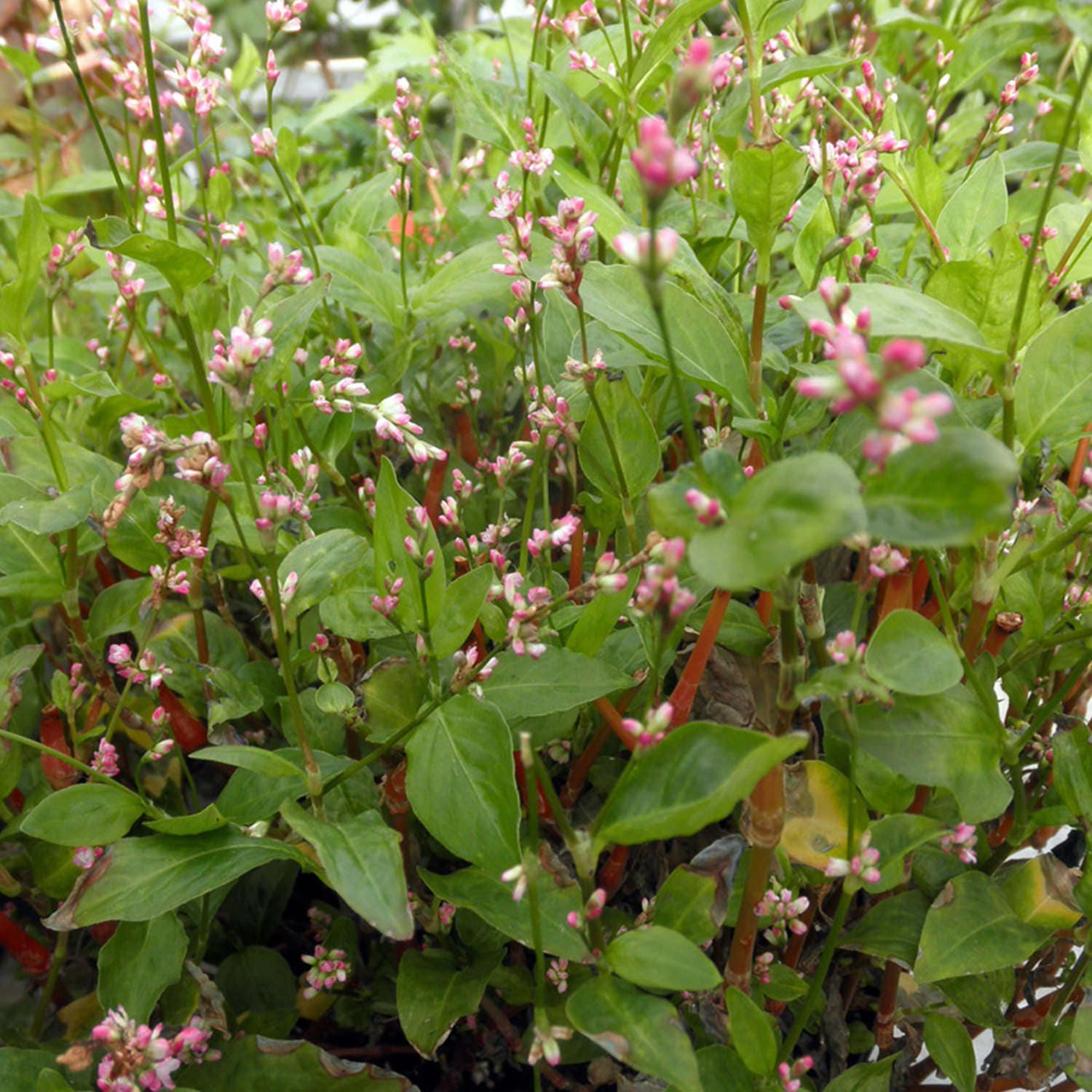 Japanese Indigo Seeds persicaria Tinctoria 50 Seeds in | Etsy