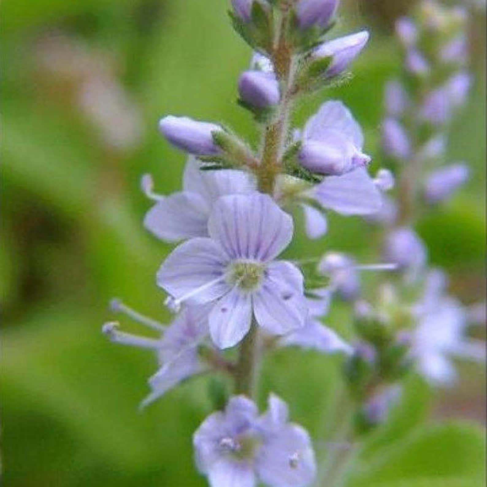Speedwell Seeds veronica Officinalis 30 seeds in Frozen - Etsy